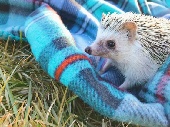 19 Most Popular House Pets in America - Housely