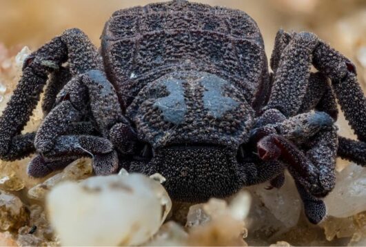 15 Types of Spiders That Make Great Pets - Housely
