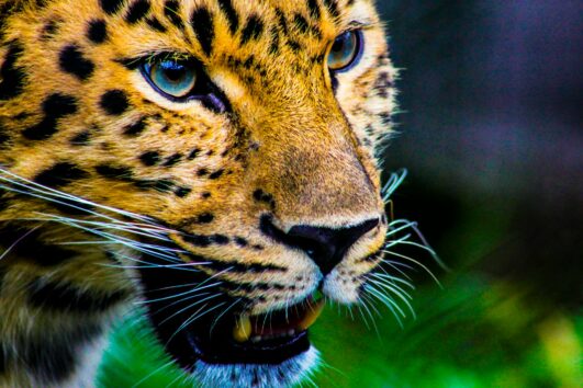 30 Most Unusual Rainforest Animals - Housely