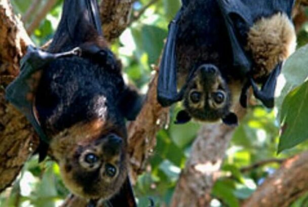 15 Facts About Bats That Make Them Unique - Housely