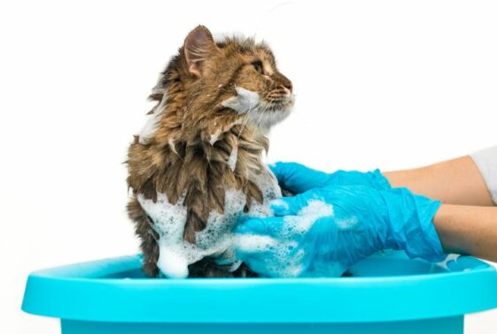 15 Ways to Soothe Your Cat's Itchy Skin - Housely