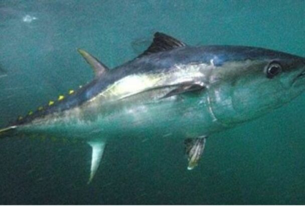 The 15 Exotic Varieties of Tuna - Housely