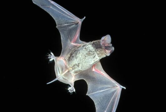 15 Facts About Bats That Make Them Unique - Housely