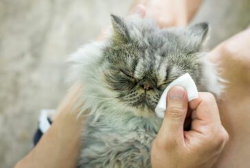 15 Ways to Soothe Your Cat's Itchy Skin - Housely
