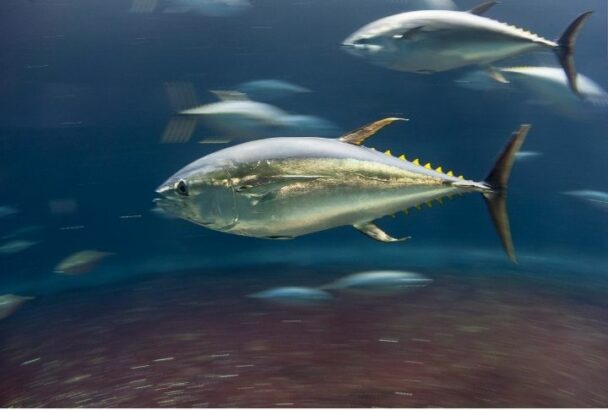 The 15 Exotic Varieties of Tuna - Housely
