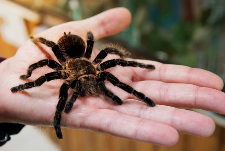 15 Types of Spiders That Make Great Pets - Housely