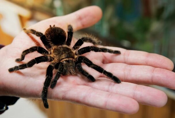 15 Types of Spiders That Make Great Pets - Housely