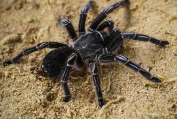15 States with a High Presence of Tarantulas - Housely