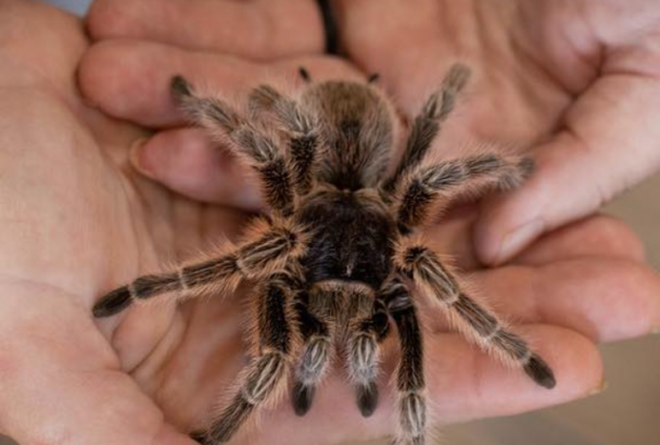 15 States with a High Presence of Tarantulas - Housely
