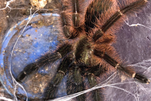15 States with a High Presence of Tarantulas - Housely