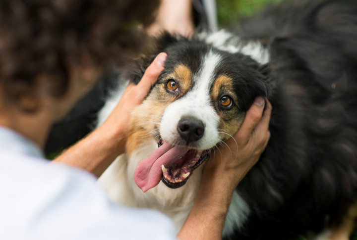 15 Intriguing Facts about Miniature Australian Shepherds - Housely