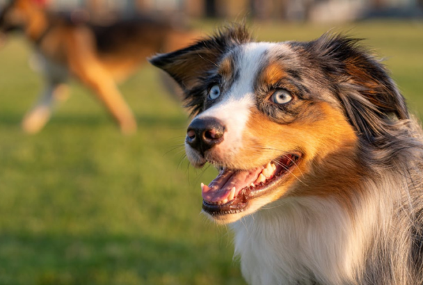 15 Intriguing Facts about Miniature Australian Shepherds - Housely