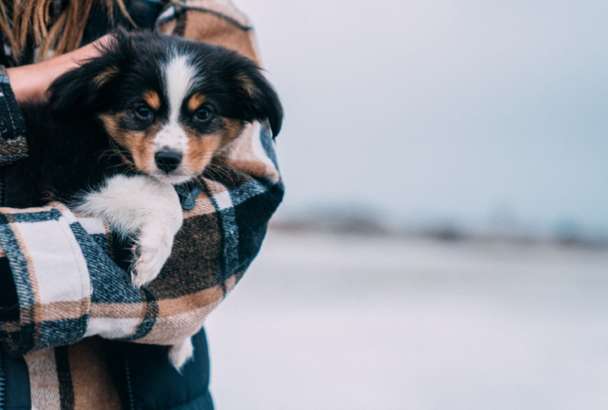 15 Intriguing Facts about Miniature Australian Shepherds - Housely