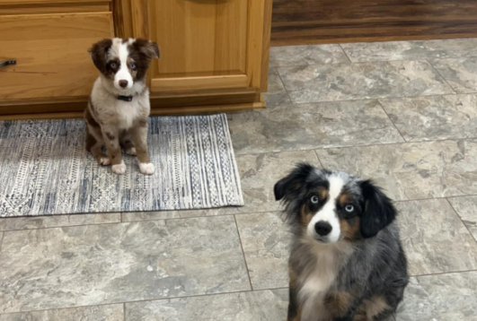 15 Intriguing Facts about Miniature Australian Shepherds - Housely