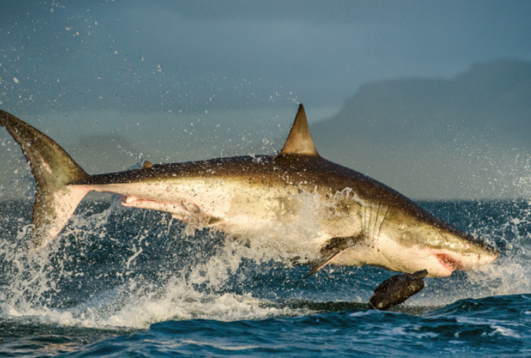 15 Cool Facts About Great White Sharks - Housely