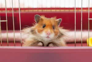 15 Animals That Produce the Most Offspring in One Go - Housely