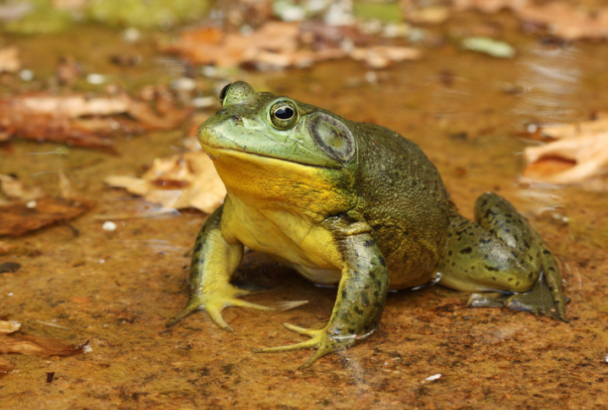 15 Animals That Produce the Most Offspring in One Go - Housely