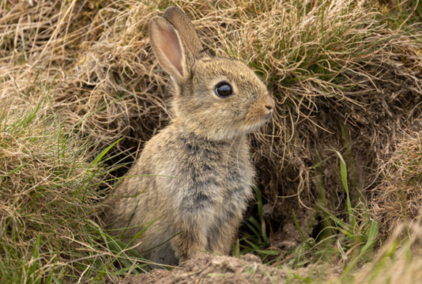 15 Animals That Produce the Most Offspring in One Go - Housely