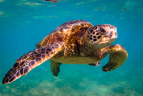 15 Animals That Produce the Most Offspring in One Go - Housely