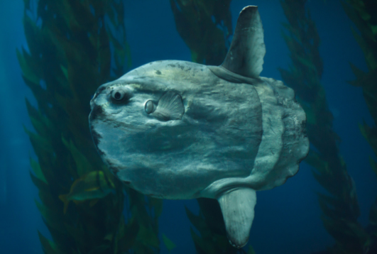 15 Animals That Produce the Most Offspring in One Go - Housely