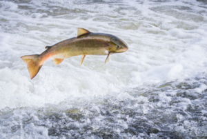 15 Animals That Produce the Most Offspring in One Go - Housely