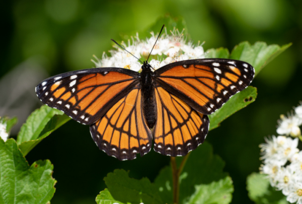 15 Animals That Produce the Most Offspring in One Go - Housely