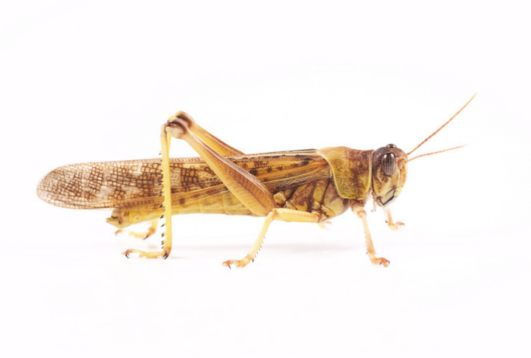 15 Animals That Produce the Most Offspring in One Go - Housely