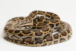 15 Animals That Produce the Most Offspring in One Go - Housely