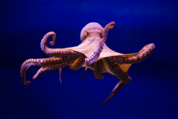 15 Animals That Produce the Most Offspring in One Go - Housely