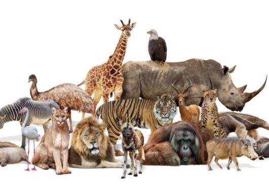 20 Of The Most Beautiful Prefab Cabin Designs