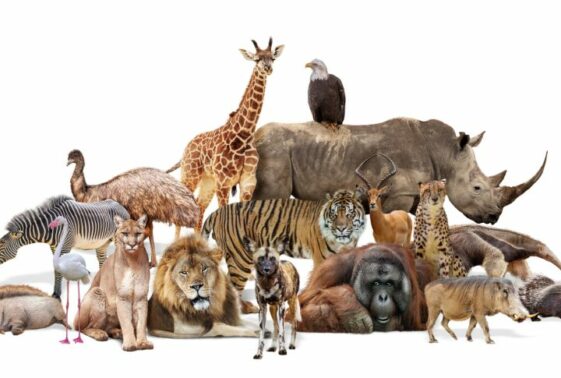 15 Animals That Evolved And Became Unique - Housely