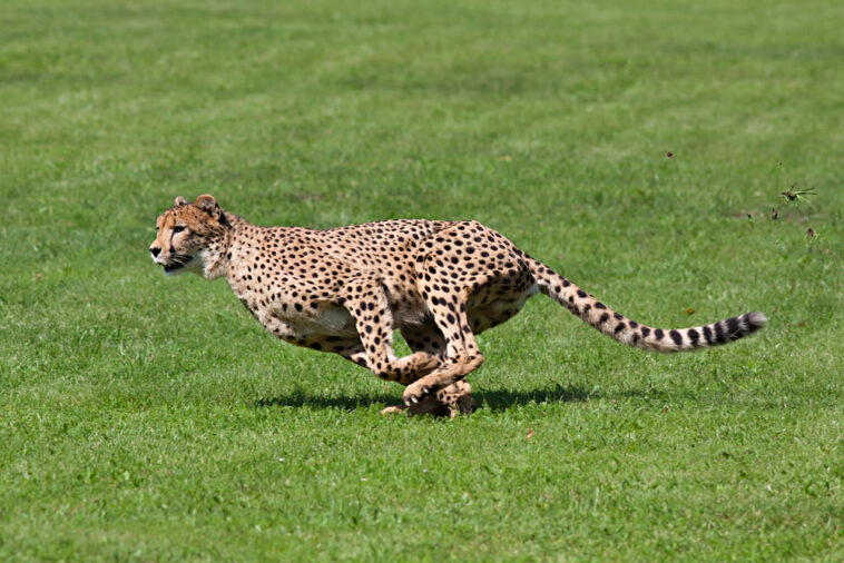15 Animals with Incredible Speed - Housely