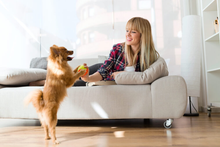 15 Dog Breeds Ideal For Apartment Living - Housely