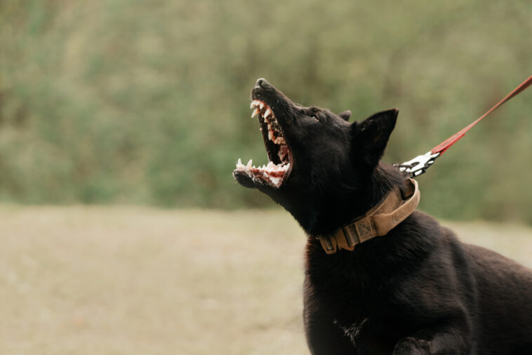 15 Dogs with the Most Forceful Bite - Housely