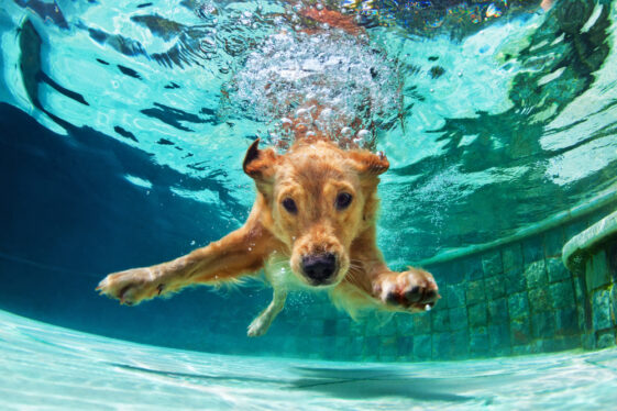 These 15 Dogs Are Incredible Swimmers - Housely