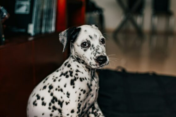 30 Cutest Dog Breeds - Housely