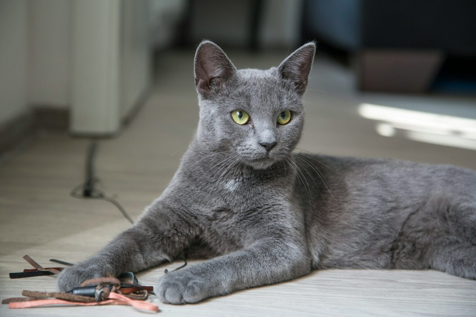 18 Must-Know Tips Before Adding Another Cat to Your Feline Family - Housely