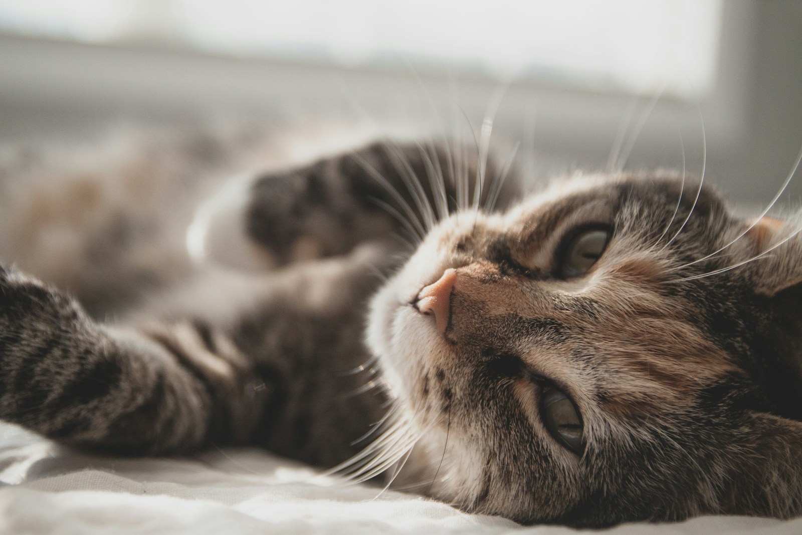 19 Most Popular House Pets in America - Housely