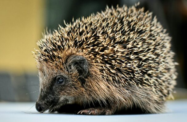 19 Most Popular House Pets in America - Housely