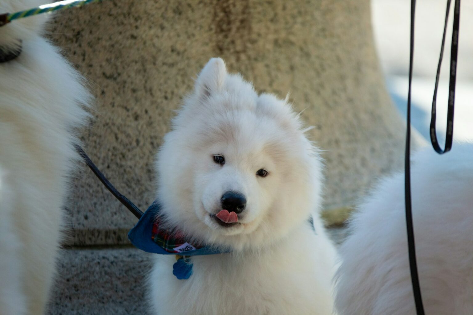 30 Cutest Dog Breeds - Housely