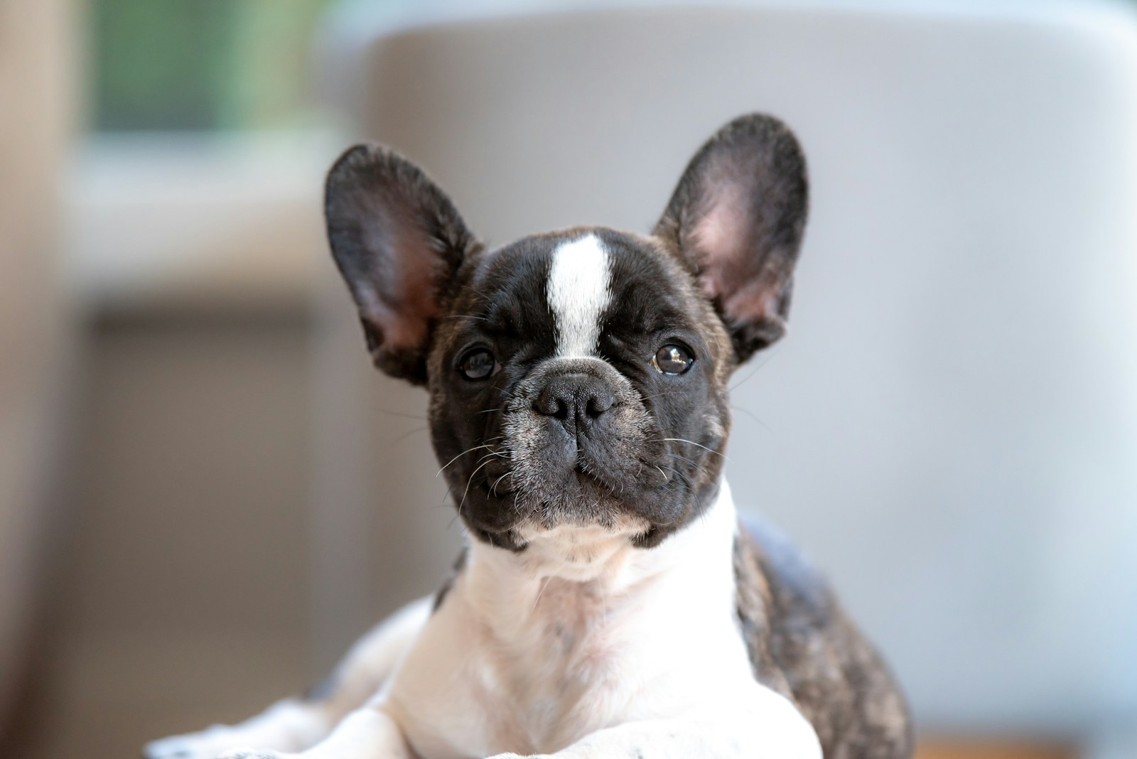 30 Cutest Dog Breeds - Housely