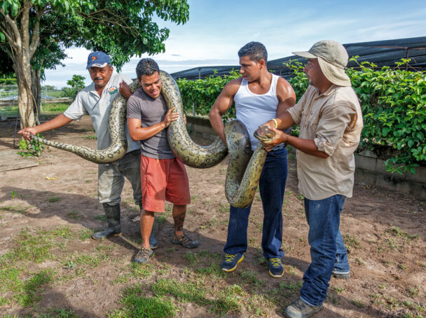 How to Handle a Snake Bite - Housely