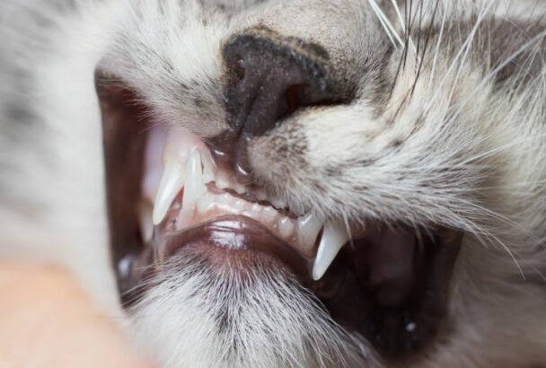Everything You Need to Know About Tooth Resorption in Cats - Housely