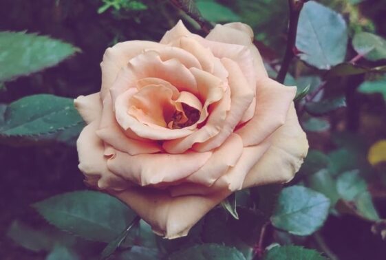 15 Stunning Rose Types to Elevate Your Garden - Housely