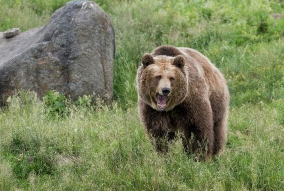 15 Most Dangerous Animals In North America - Housely