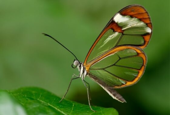 15 of the World’s Most Beautiful Butterflies - Housely