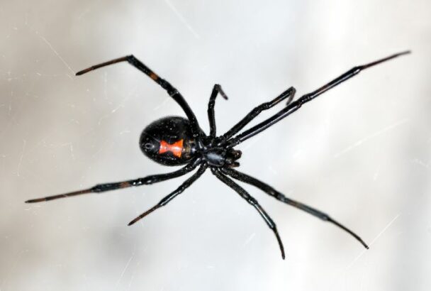 15 Startling Facts About Black Widow Spiders - Housely
