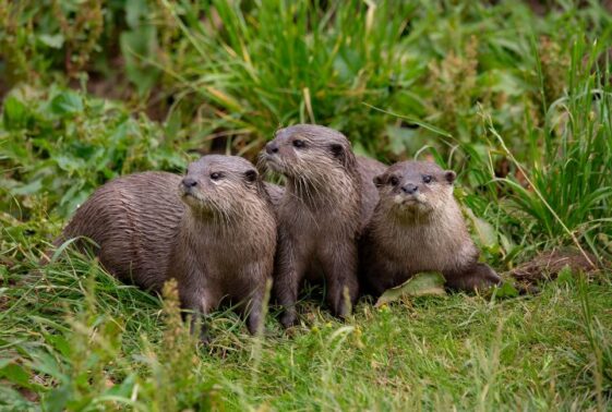 15 Unique Facts That Set Otters Apart - Housely