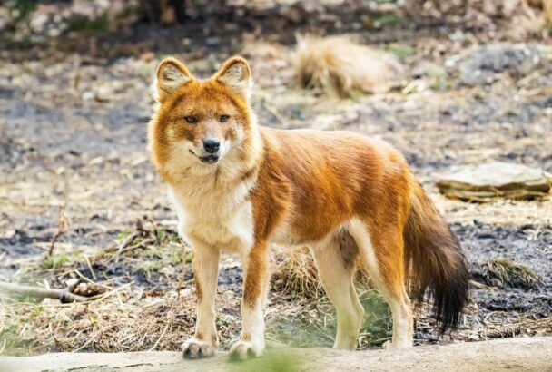 13 Dog Breeds That Look Like Foxes - Housely