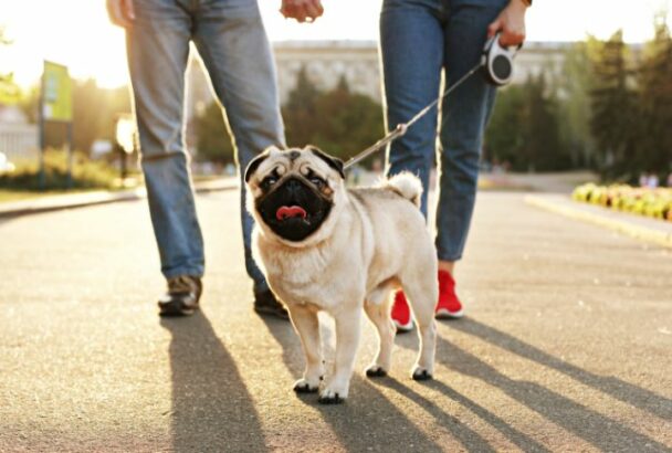 15 Low-Energy Dog Breeds Ideal for Relaxation - Housely
